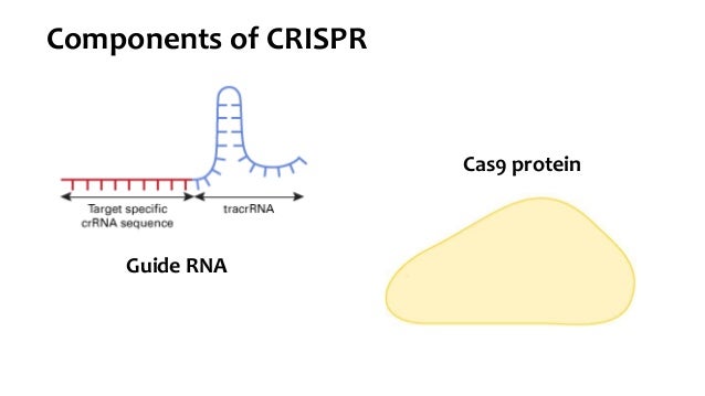 Crispr