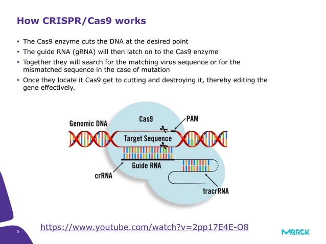 CRISPR/Cas9 | PPT