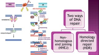 Increasing the efficiency of homology-directed repair for crispr-cas9 ...