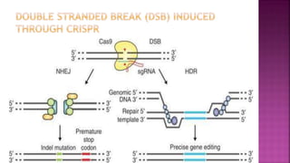Increasing the efficiency of homology-directed repair for crispr-cas9 ...