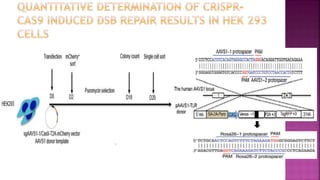 Increasing the efficiency of homology-directed repair for crispr-cas9 ...