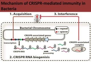 Crispr | PPTX