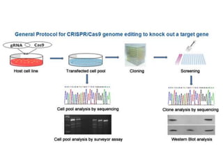 Crispr | PPTX