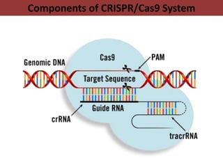 Crispr | PPTX