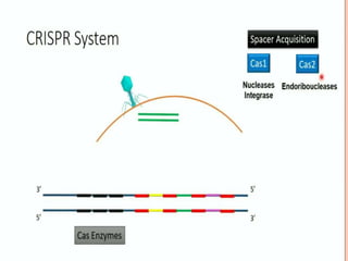 Crispr/Cas9 | PPT