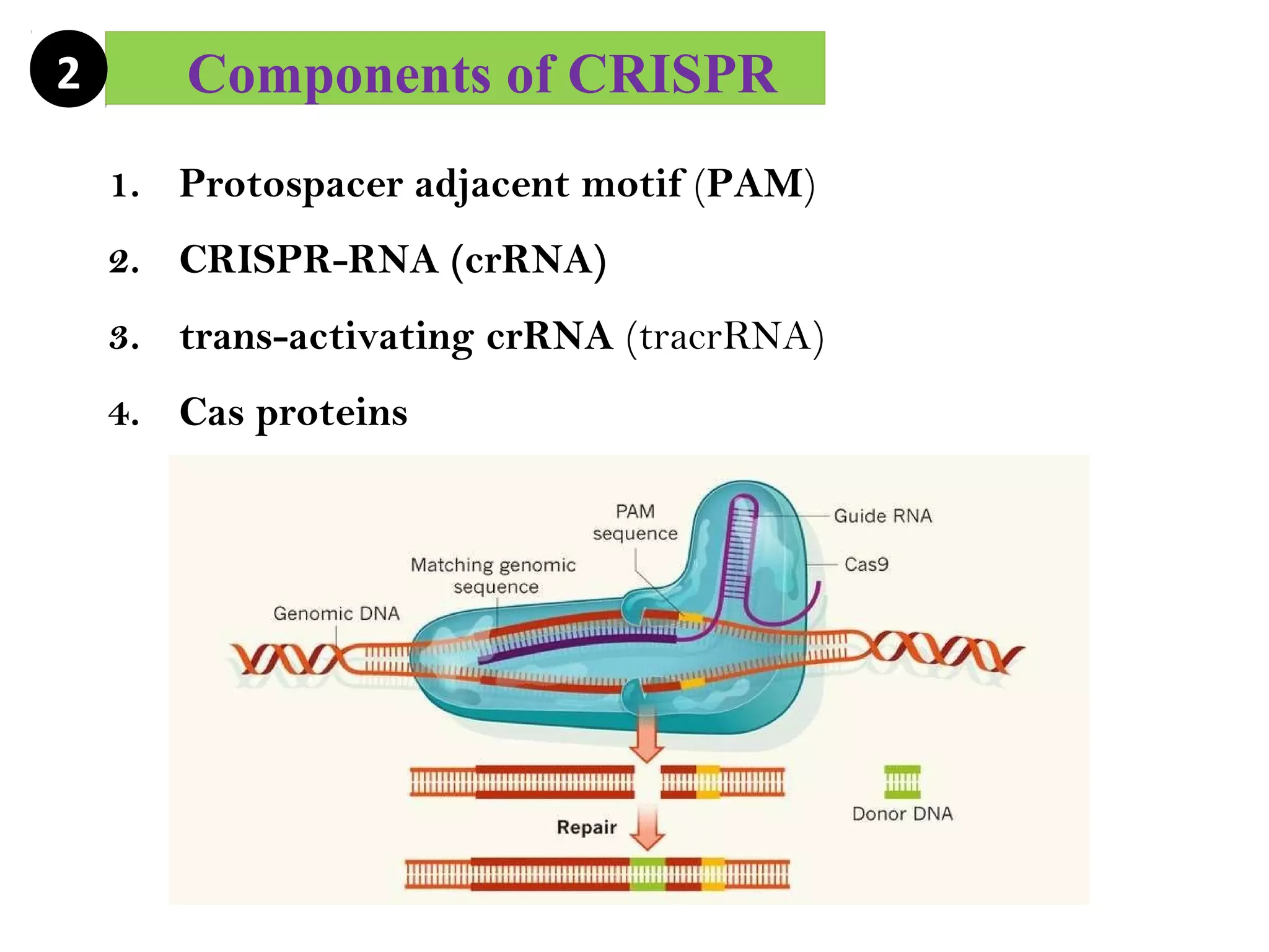 Crispr | PPT