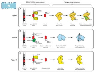 Crispr | PPT