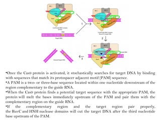Crispr | PPT