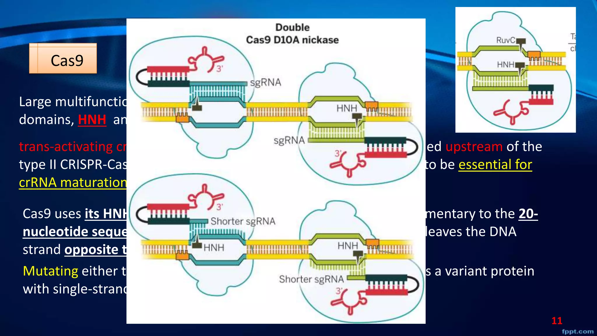 CRISPR-Cas systems and applications | PPTX