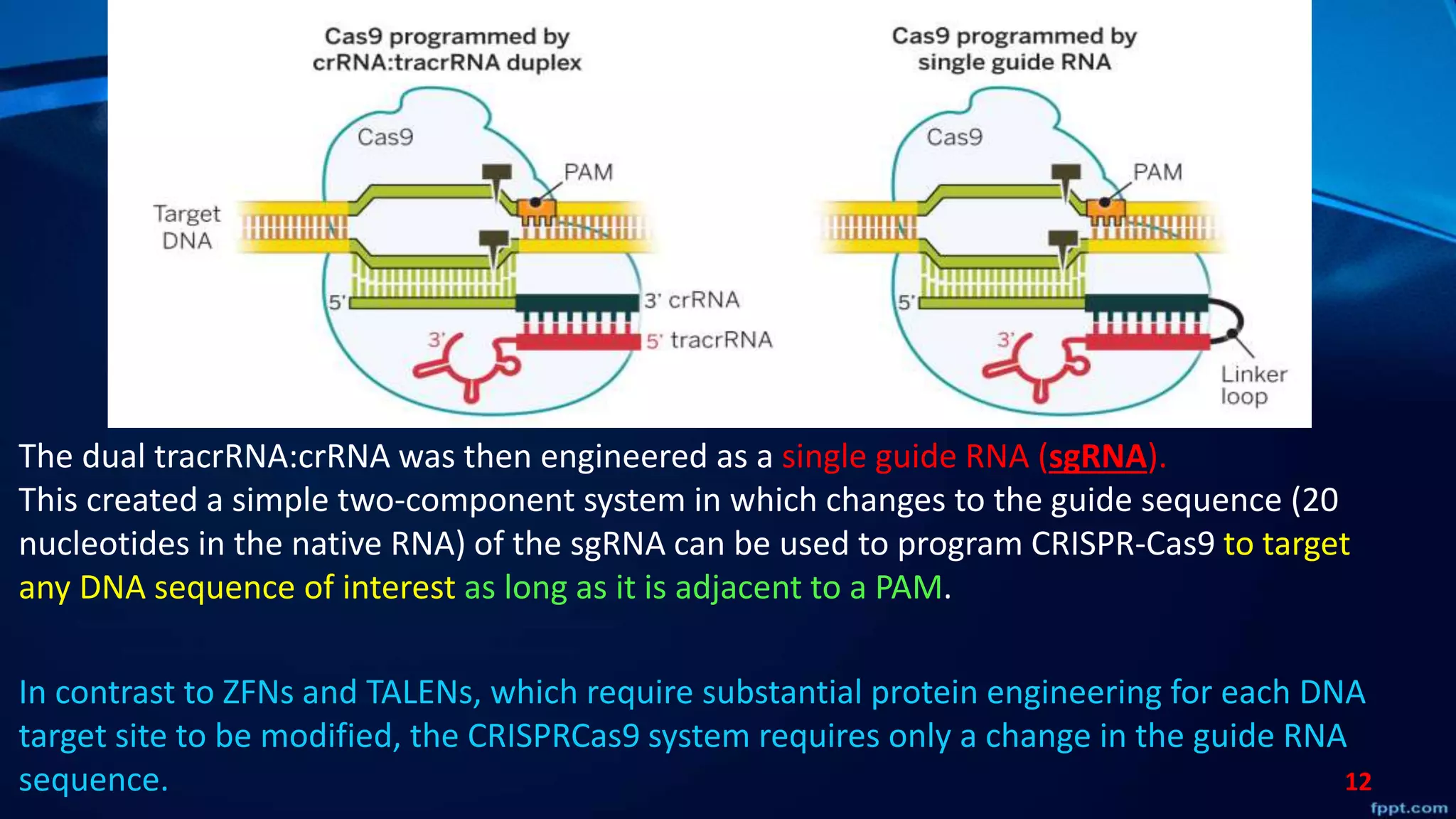CRISPR-Cas systems and applications | PPTX