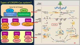 CRISPR-Cas systems and applications | PPTX