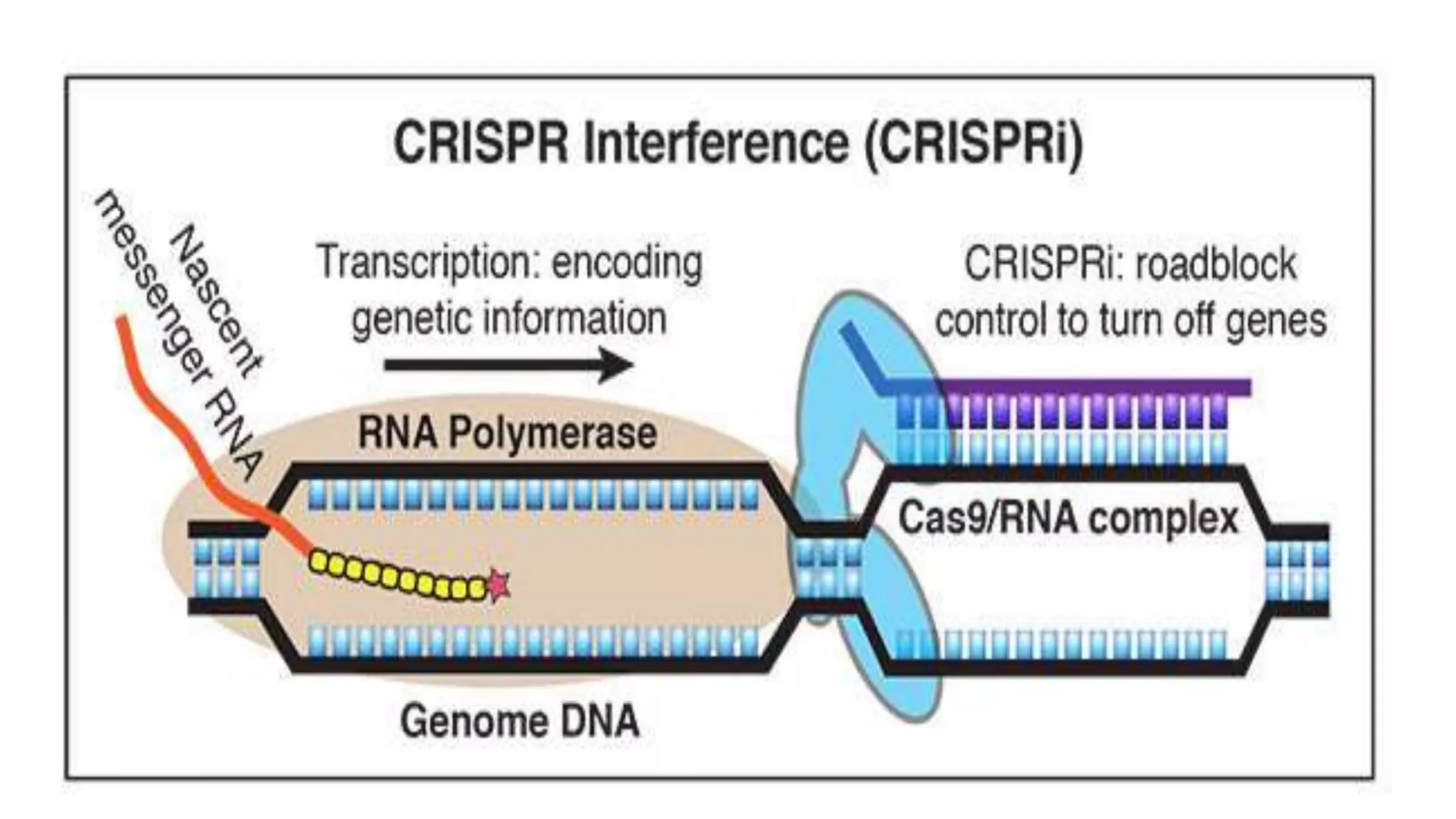 Crispr | PPT