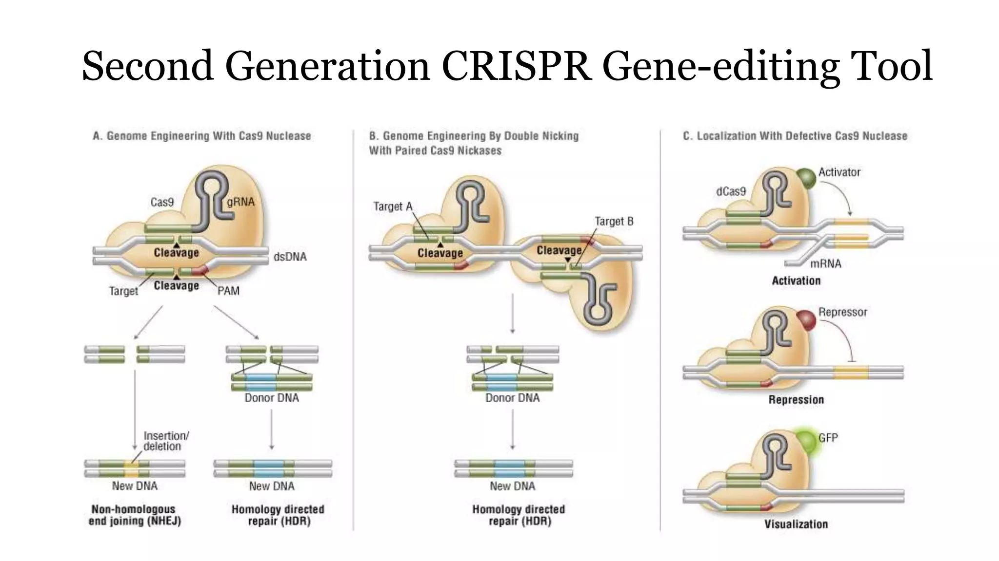Crispr | PPTX