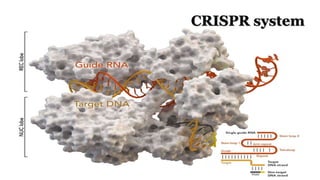 Crispr | PPTX