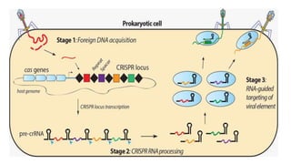 Crispr | PPTX