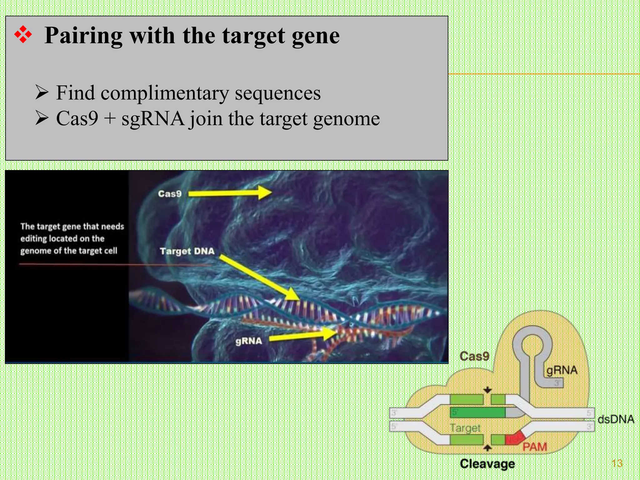 CRISPR (Clustered Regularly Interspaced Short Palindromic Repeats) | PPTX