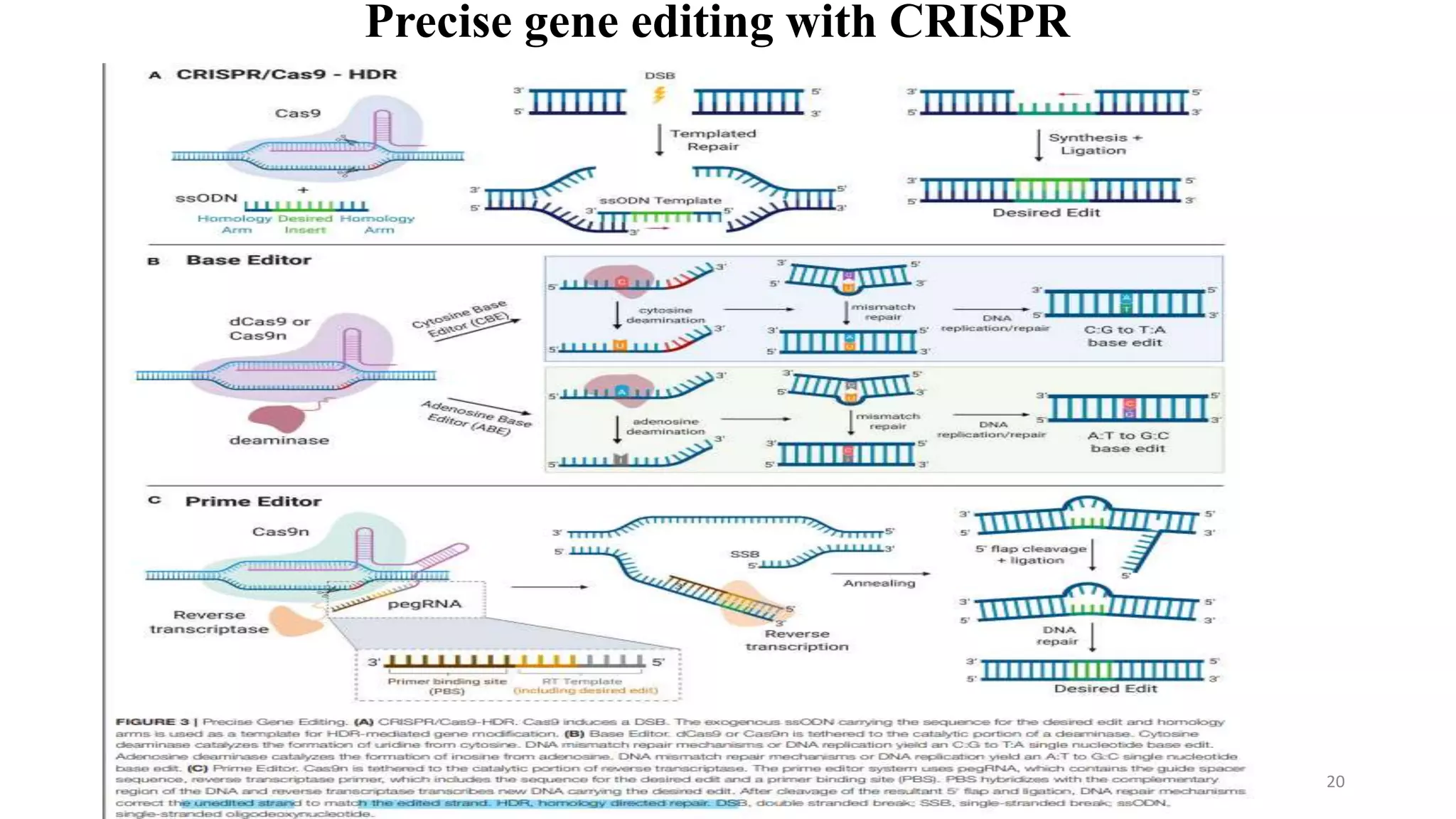 CRISPR.pptx