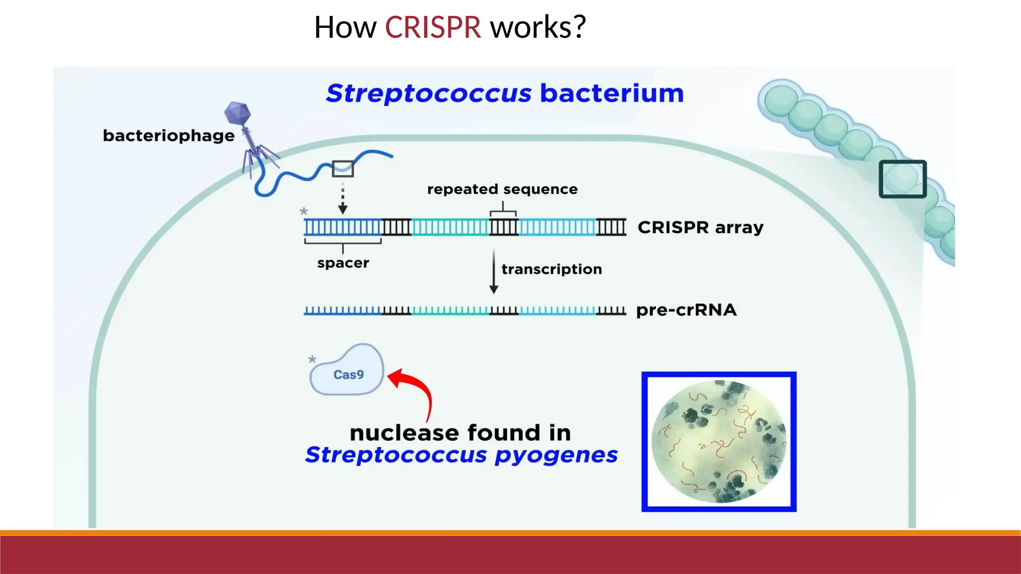 "Exploring CRISPR-Cas9: Revolutionizing Gene Editing and Biotechnology" | PPTX