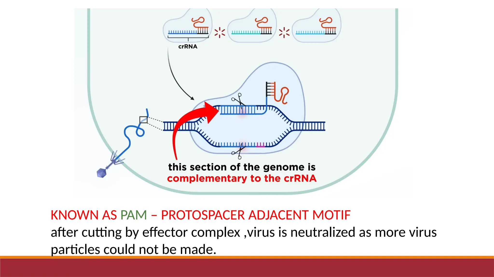 Exploring Crispr Cas9 Revolutionizing Gene Editing And Biotechnology