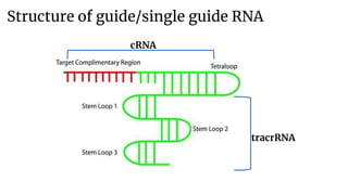 CRISPR-Cas9 system a tool for gene editing presentation | PPTX