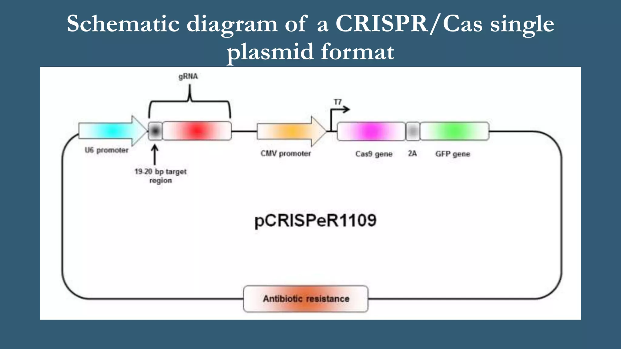 Crispr cas:an advance and efficient tool for genome modification | PPT