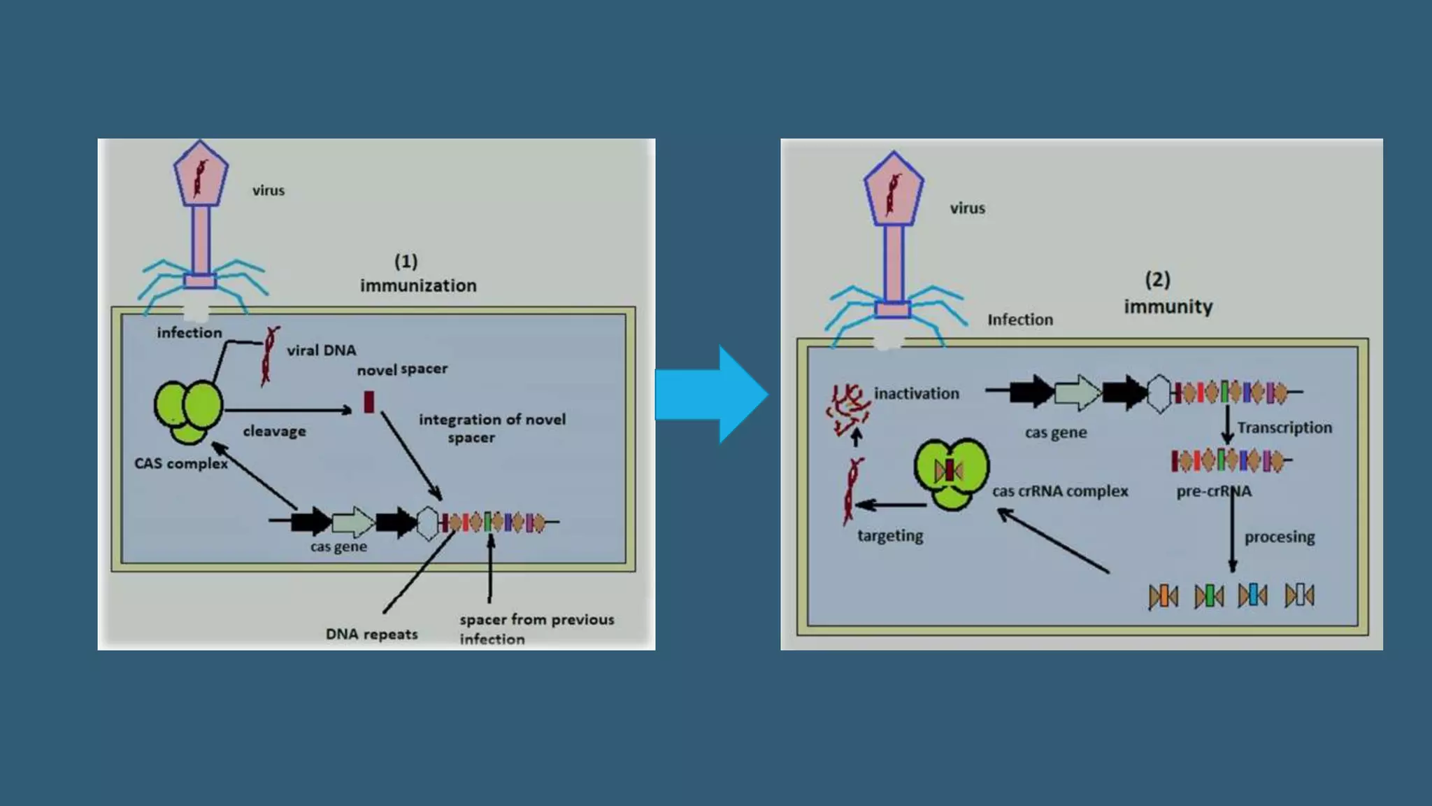 Crispr cas:an advance and efficient tool for genome modification | PPT