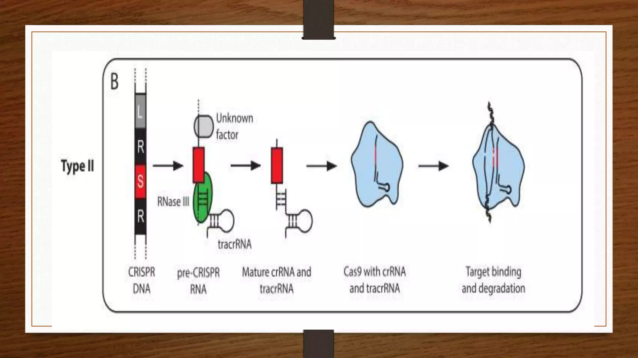 Crispr cas system | PPTX