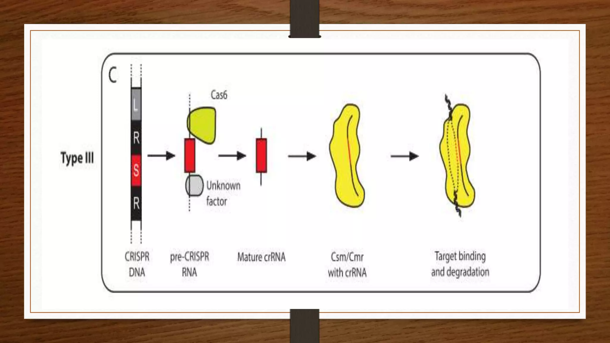 Crispr cas system | PPTX