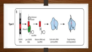 Crispr cas system | PPTX