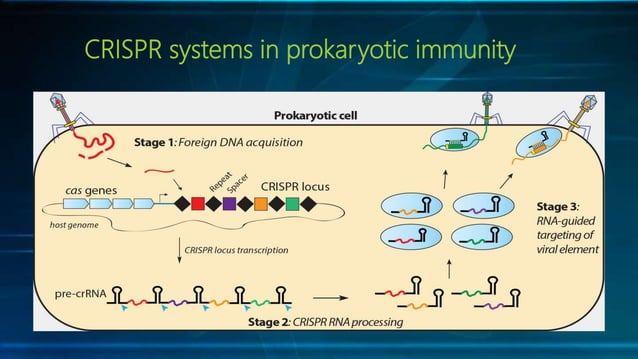 Crispr cas9 | PPTX | Programming Languages | Computing