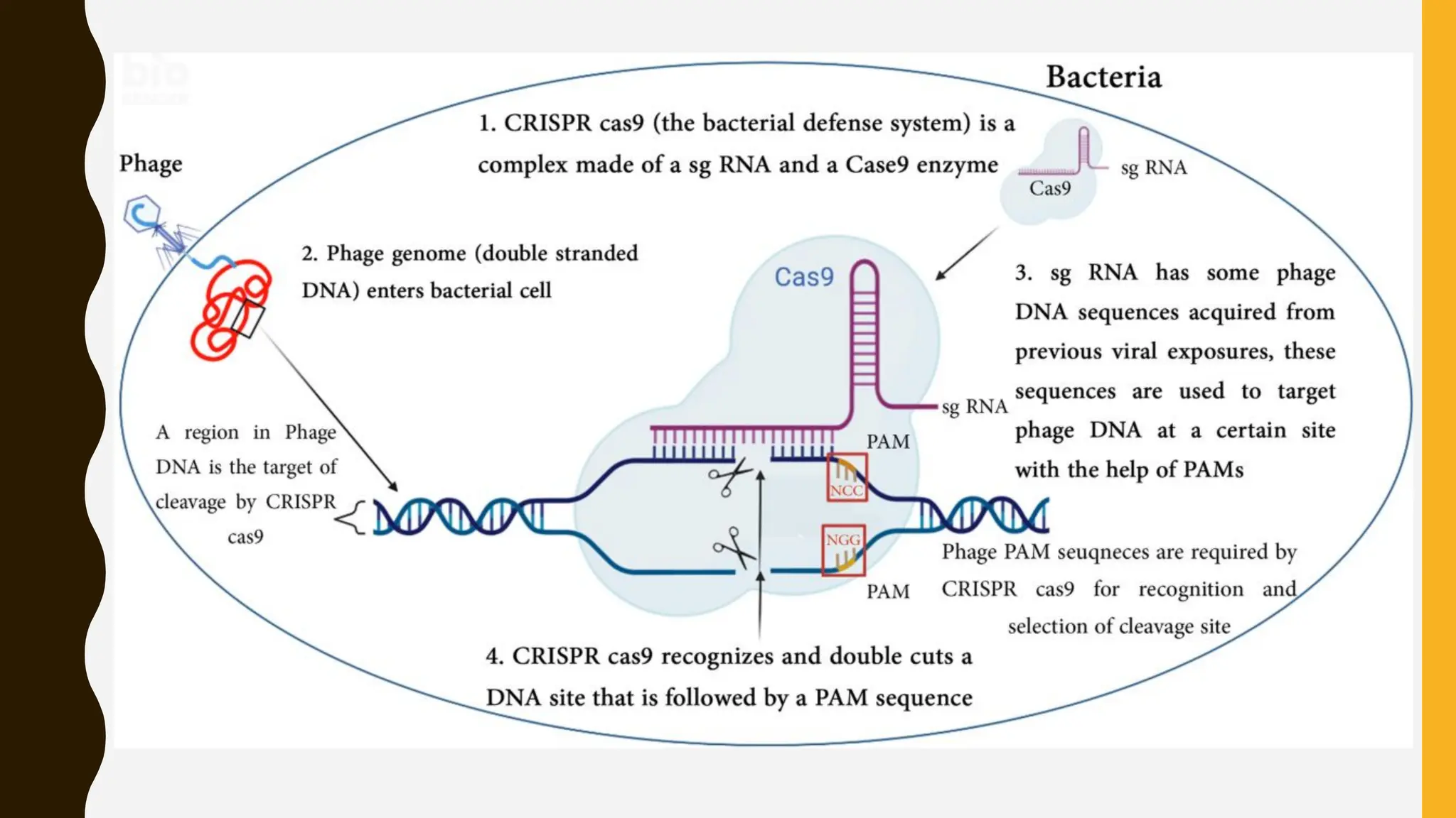 Unveiling CRISPR-Cas9: A New Era in Genetic Engineering- CRISPR-Cas9 by DR. ANUM KAMAL | PDF