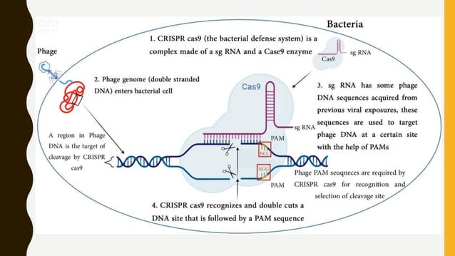 Unveiling CRISPR-Cas9: A New Era in Genetic Engineering- CRISPR-Cas9 by DR. ANUM KAMAL | PPT