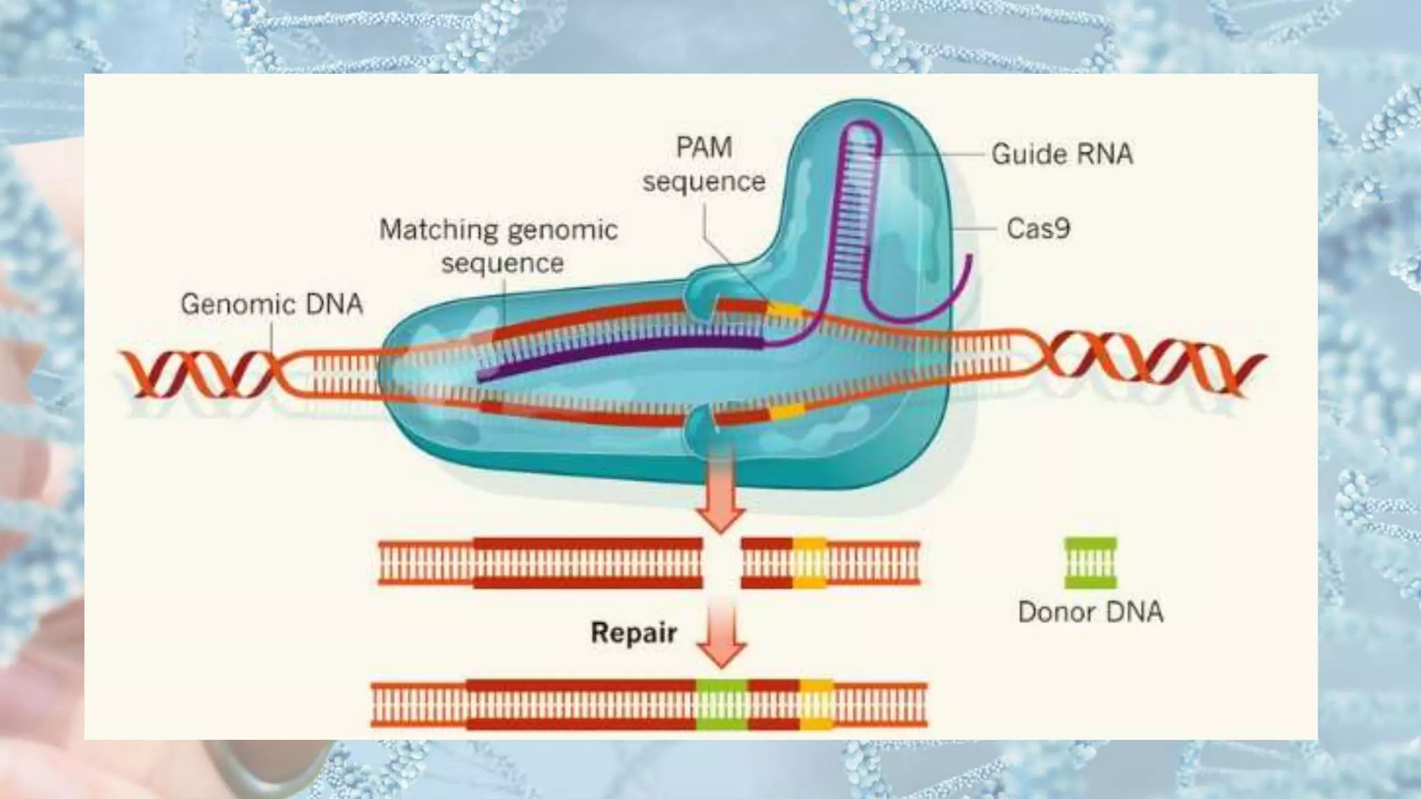 CRISPR A Genome Editing Tool | PPTX