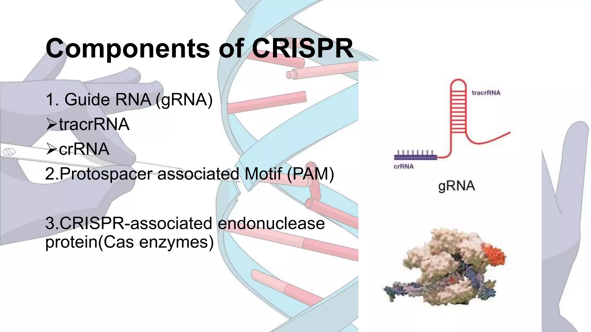 CRISPR A Genome Editing Tool | PPTX