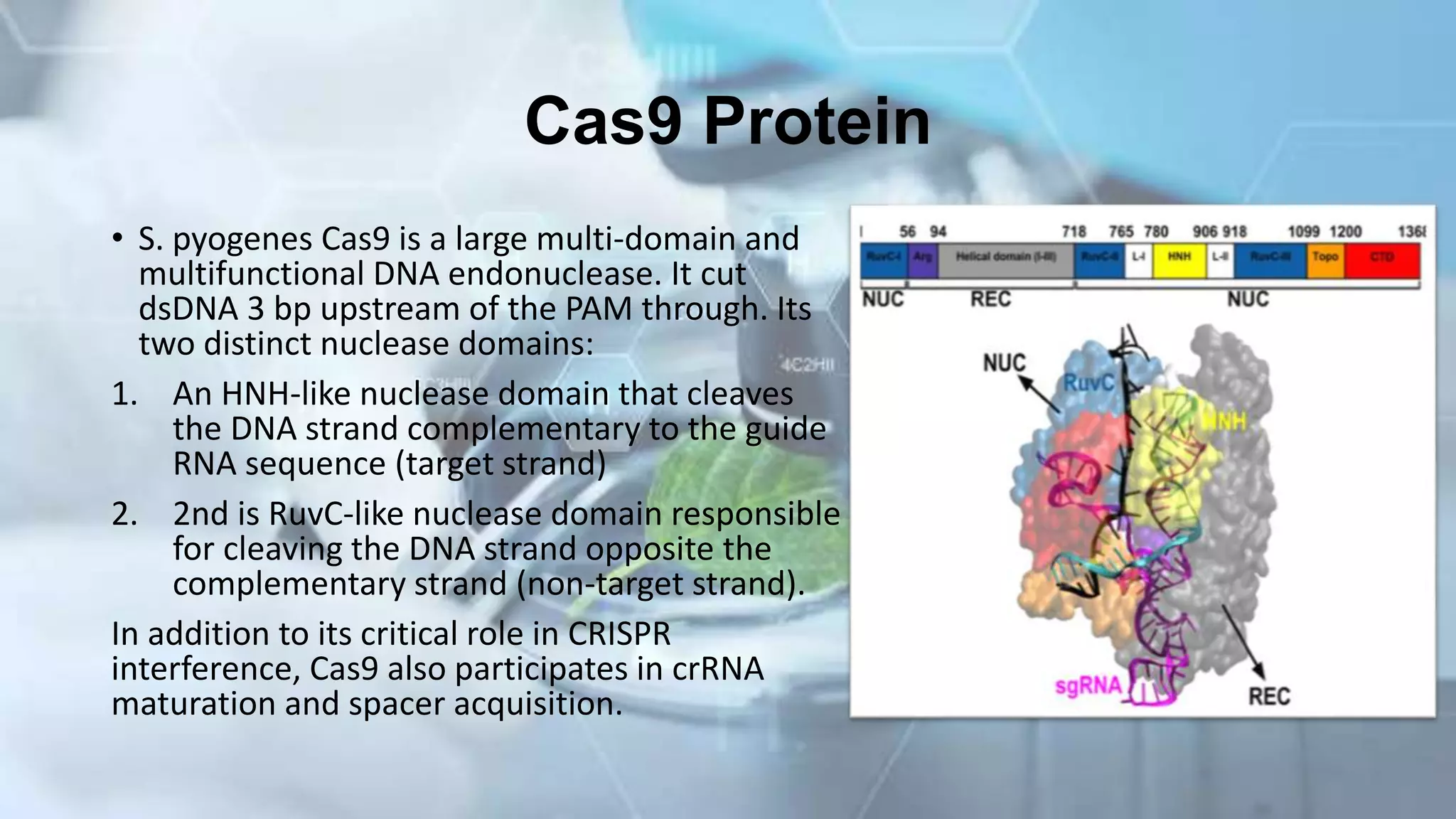 CRISPR A Genome Editing Tool | PPTX