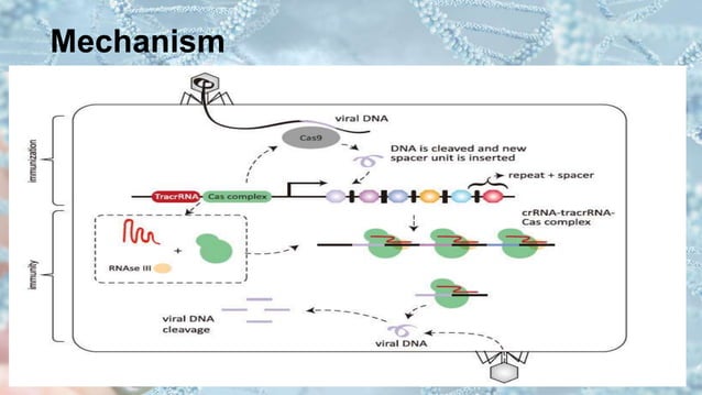 CRISPR A Genome Editing Tool | PPTX