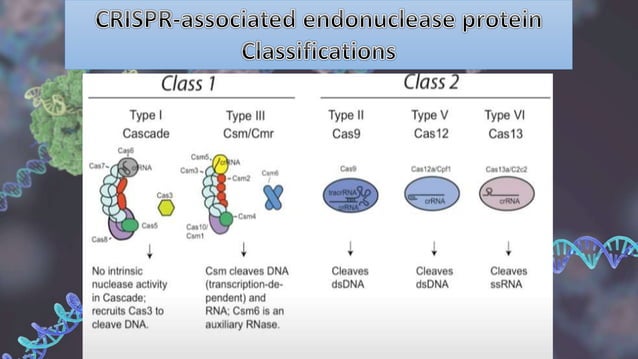CRISPR A Genome Editing Tool | PPTX