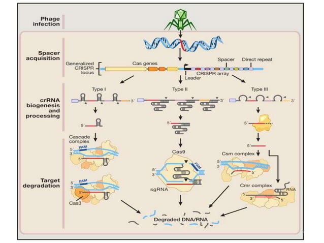Crispr cas9 and applications of the technology | PPT