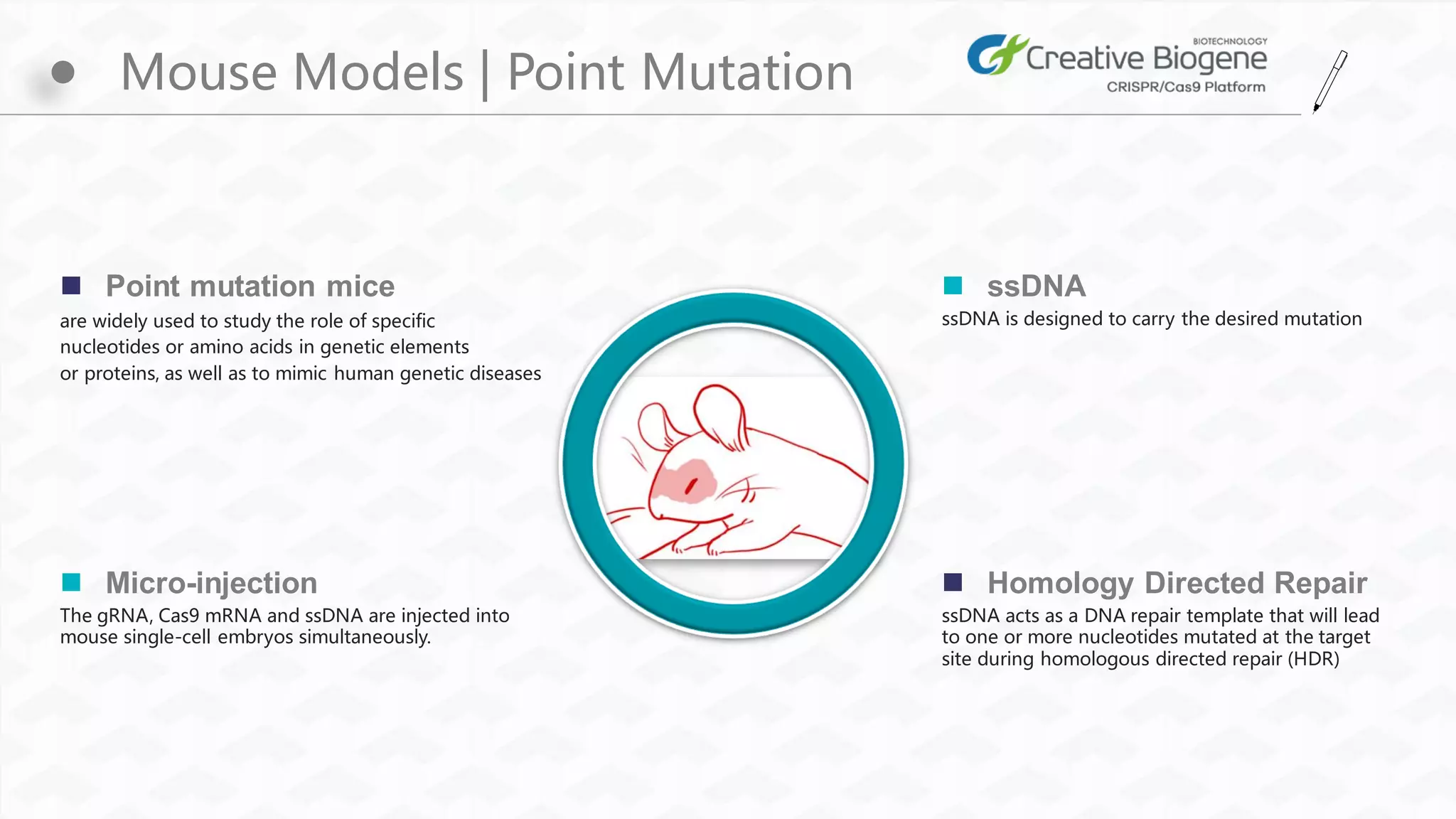 Crispr cas9 and mouse models | PDF
