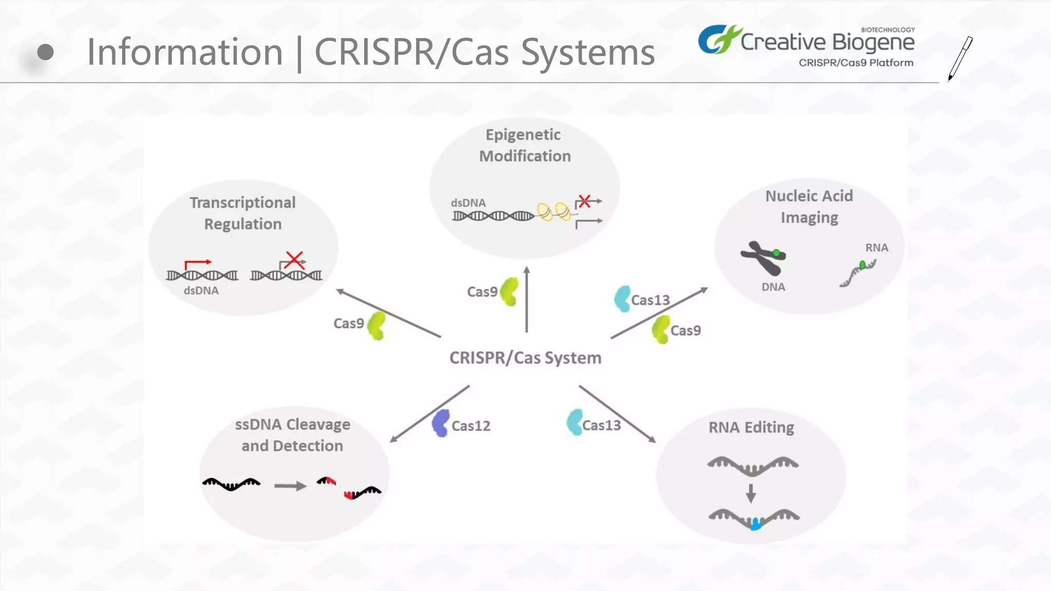 Crispr cas9 and mouse models | PDF