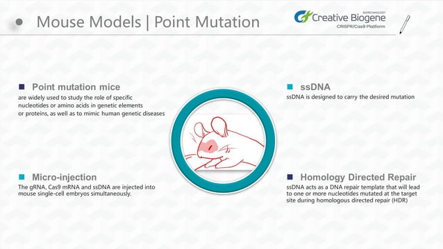 Crispr cas9 and mouse models | PDF | Biological Sciences | Science