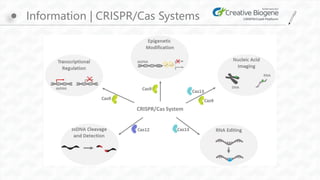 Crispr cas9 and mouse models | PDF