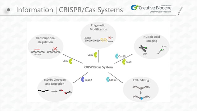 Crispr cas9 and mouse models | PPT