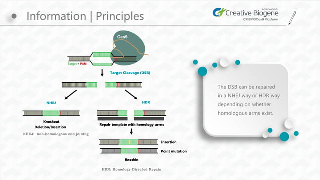 Crispr cas9 and mouse models | PDF | Biological Sciences | Science