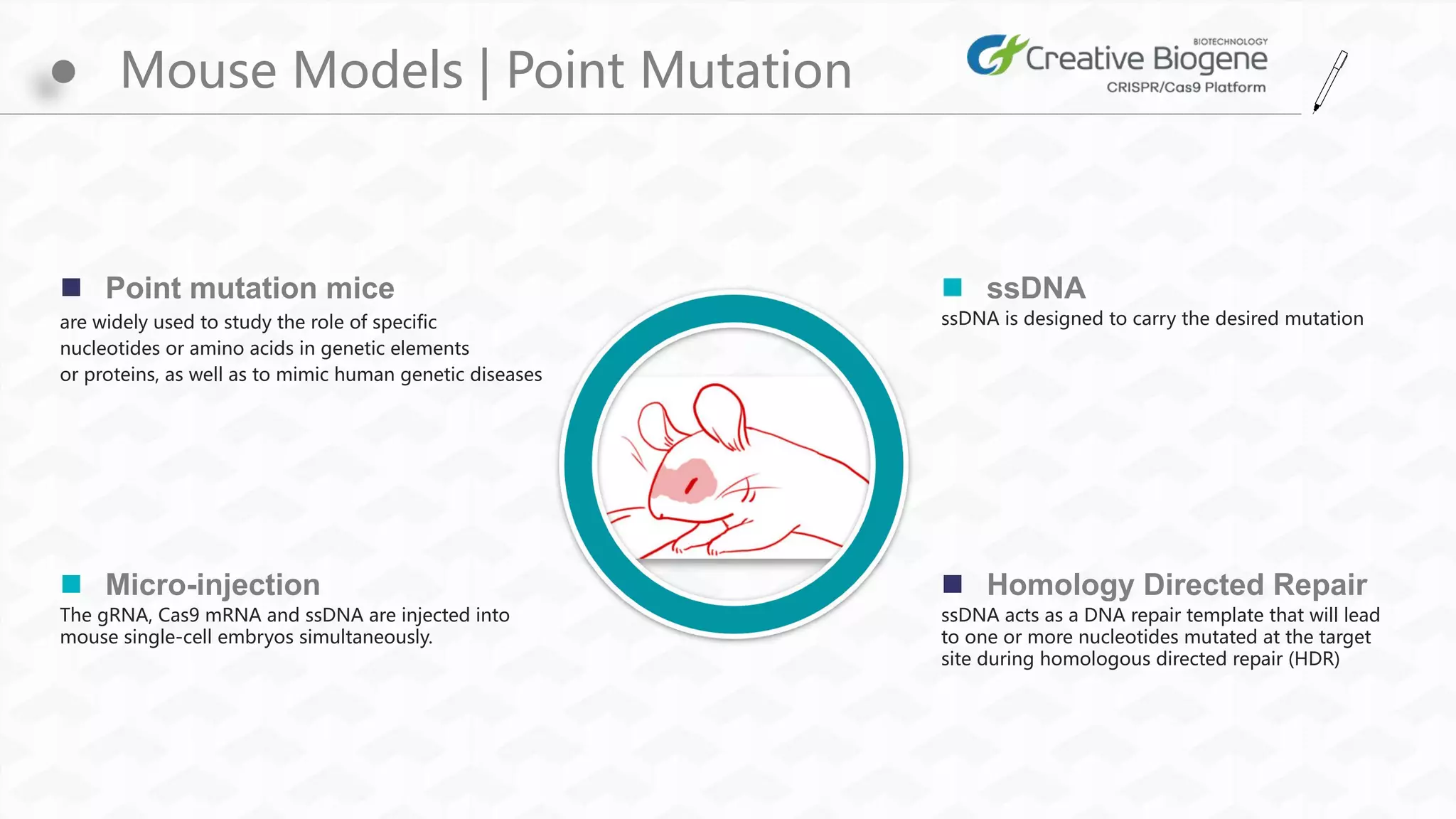 CRISPR Cas9 and Mouse Models | PPT
