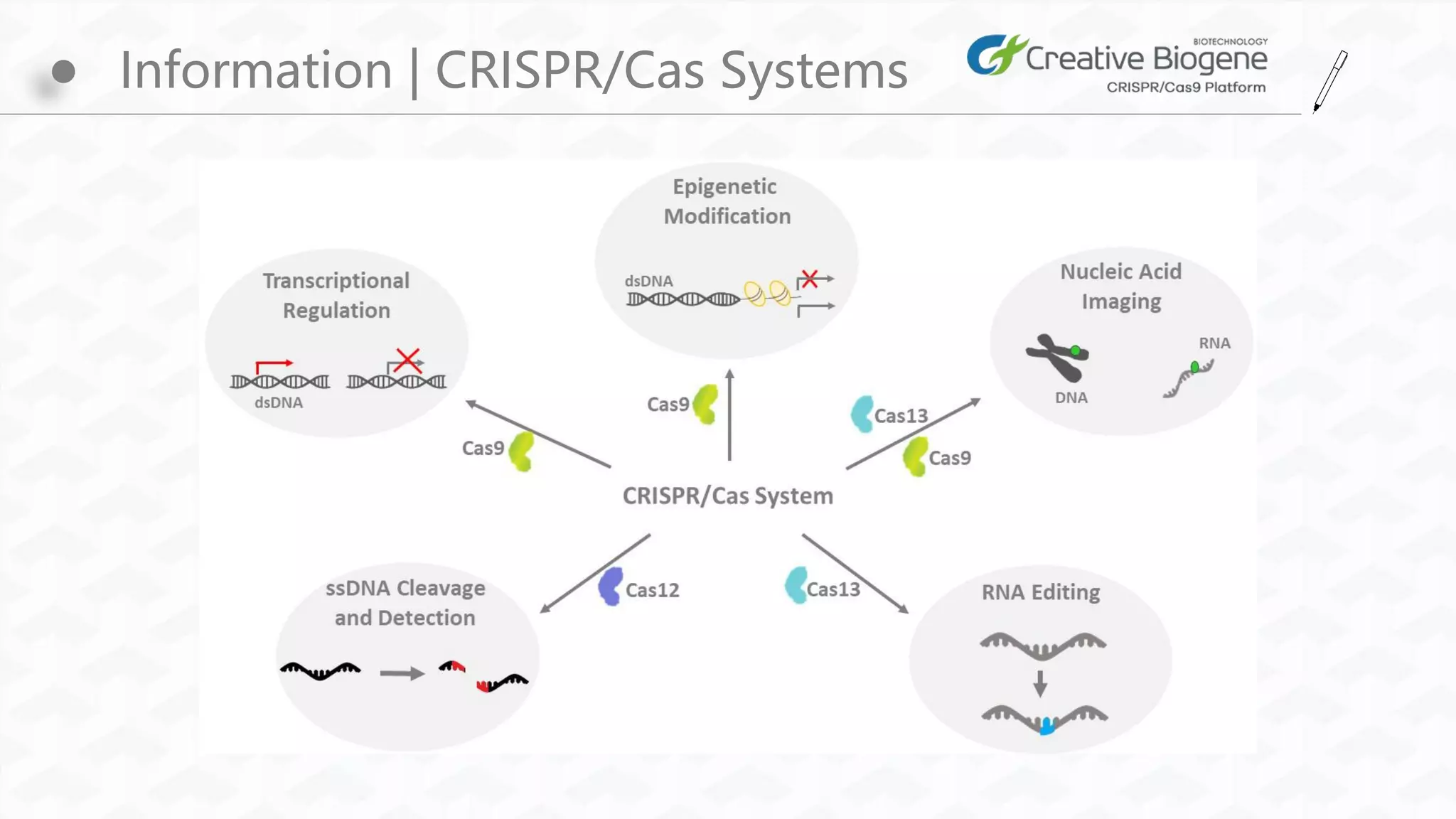 CRISPR Cas9 and Mouse Models | PPT
