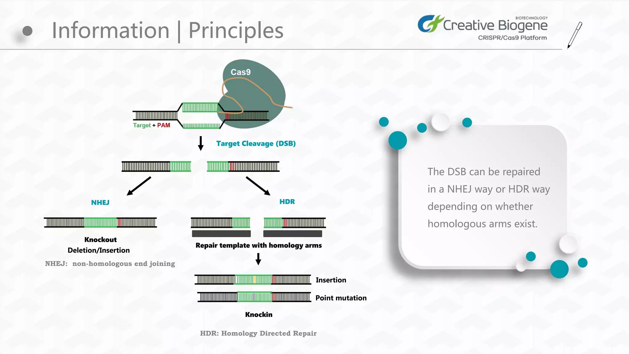 CRISPR Cas9 and Mouse Models | PPT
