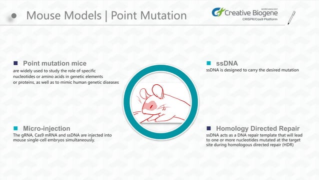 CRISPR Cas9 and Mouse Models | PPT