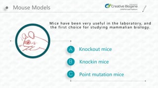 CRISPR Cas9 and Mouse Models | PPT