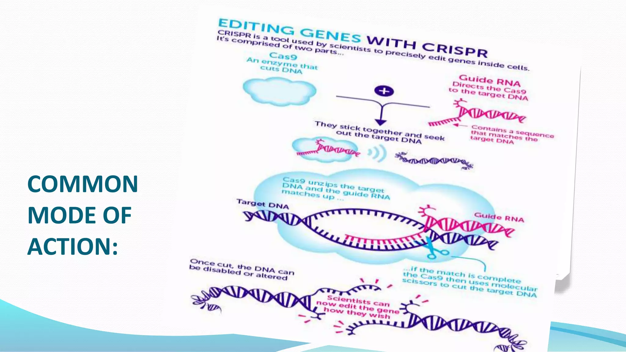 Crispr cas9 ppt (1) | PPTX